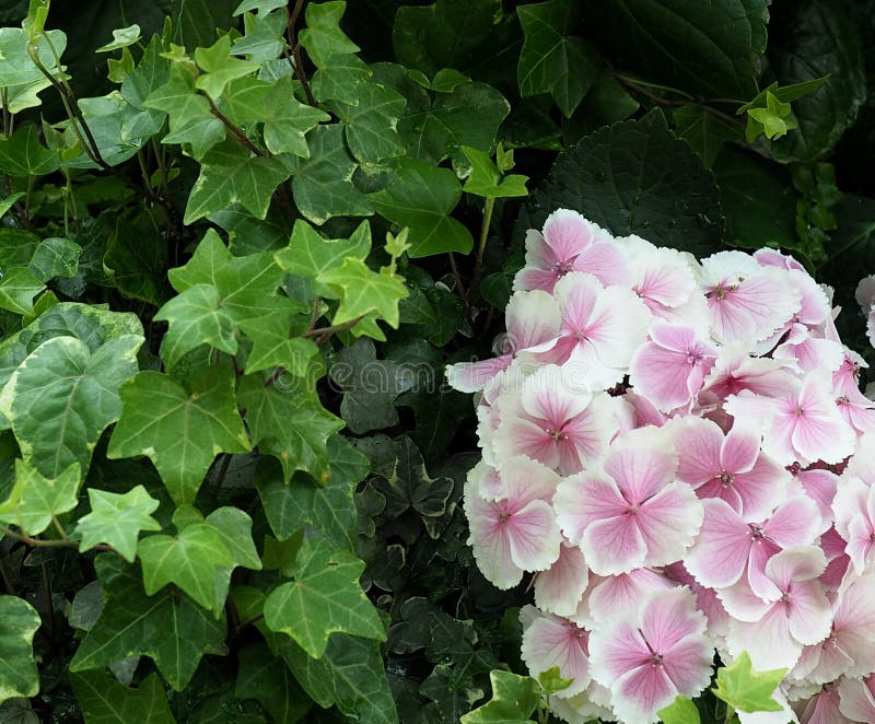 Ivy Species with Pink Hydrangea in Greenhouse Stock Image - Image of ...