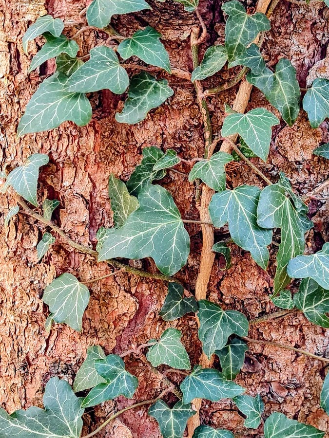 Ivy on spruce bark stock image. Image of forest, common - 283186179