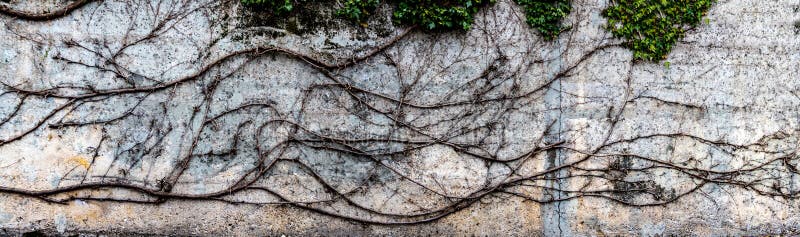 Ivy Tendril Imprint and Dry Branches on a Wall Stock Image - Image of ...
