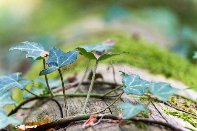 Ivy Tendril on Old Wood Hedera Helix Stock Photo - Image of plant ...