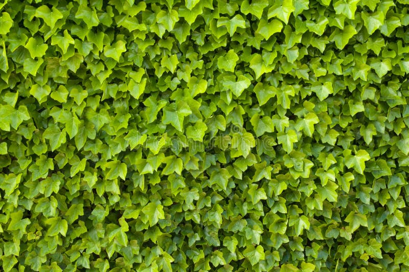 260+ Ivy texture Free Stock Photos - StockFreeImages