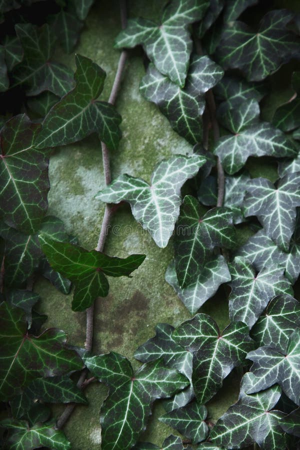Ivy Texture, Green Leaves Background, Leaf Pattern Stock Photo - Image ...