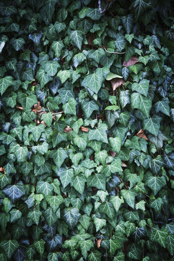 Ivy Texture, Green Leaves Background, Leaf Pattern Stock Image - Image ...