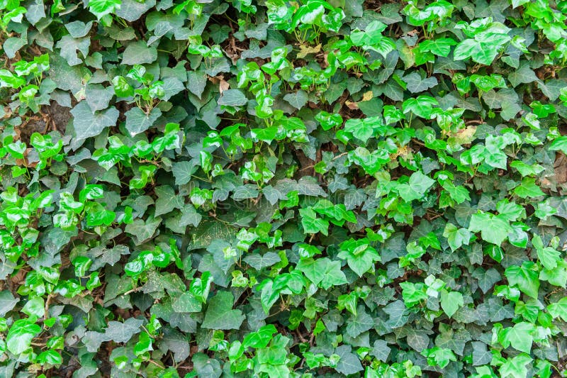 Ivy texture stock photo. Image of ecology, carpet, environment - 72147266