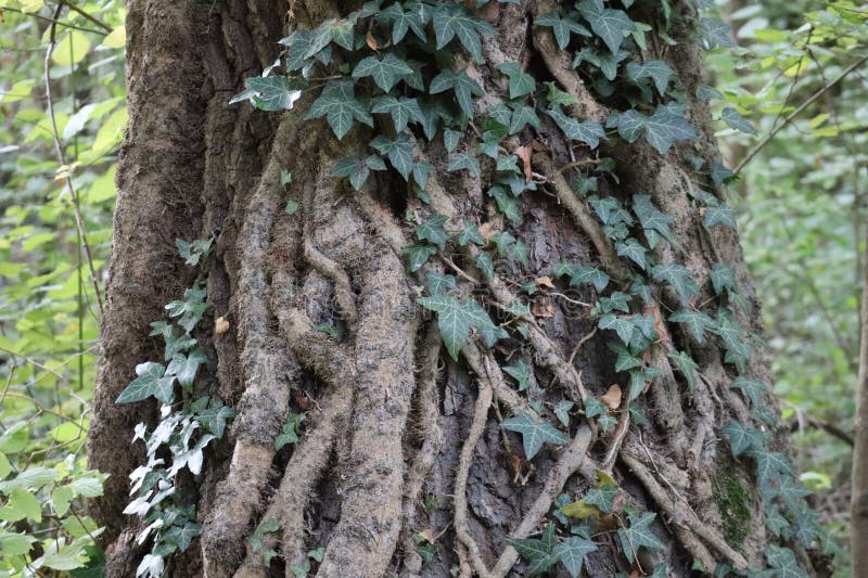 Ivy with thick Tendrils stock photo. Image of tree, felix - 341306174