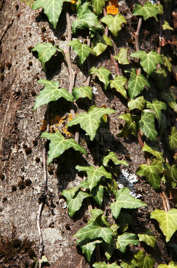 Dense tree roots texture stock photo. Image of tree, branch - 5768570