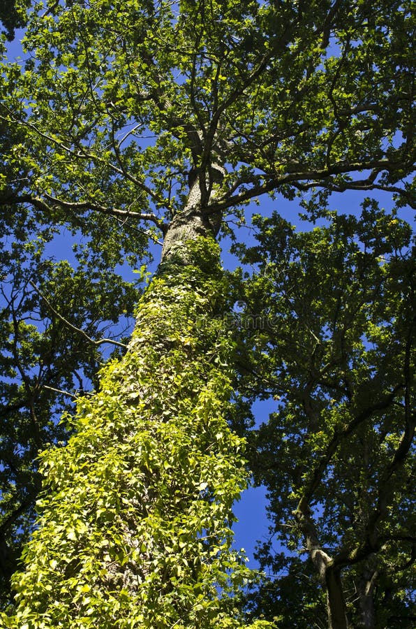 Ivy tree stock image. Image of hedera, scenic, covered - 21407169