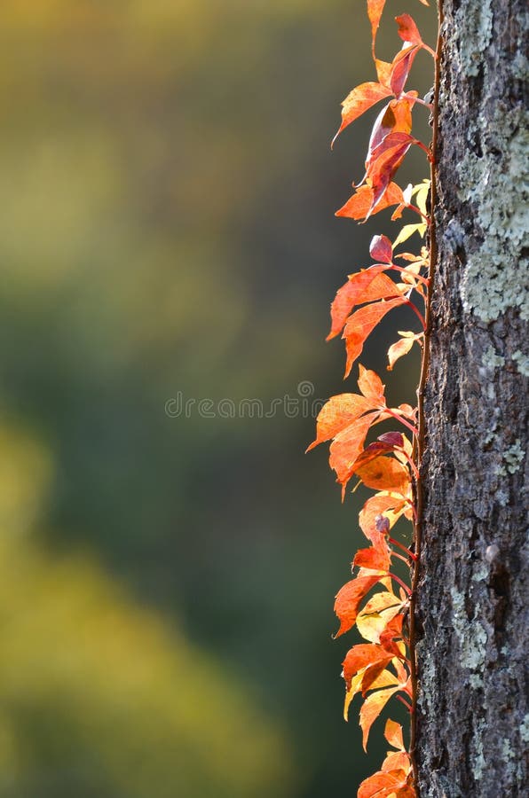 Ivy on Tree with Autumn Colors Stock Photo - Image of forest, plant ...
