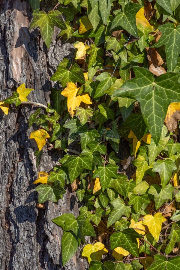 Ivy on Tree Bark in Autumn. Stock Photo - Image of yellow, leaf: 360184264