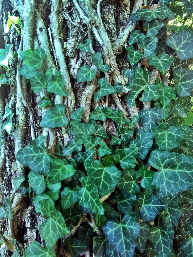 Ivy tree stock photo. Image of covered, summer, nature - 132309032