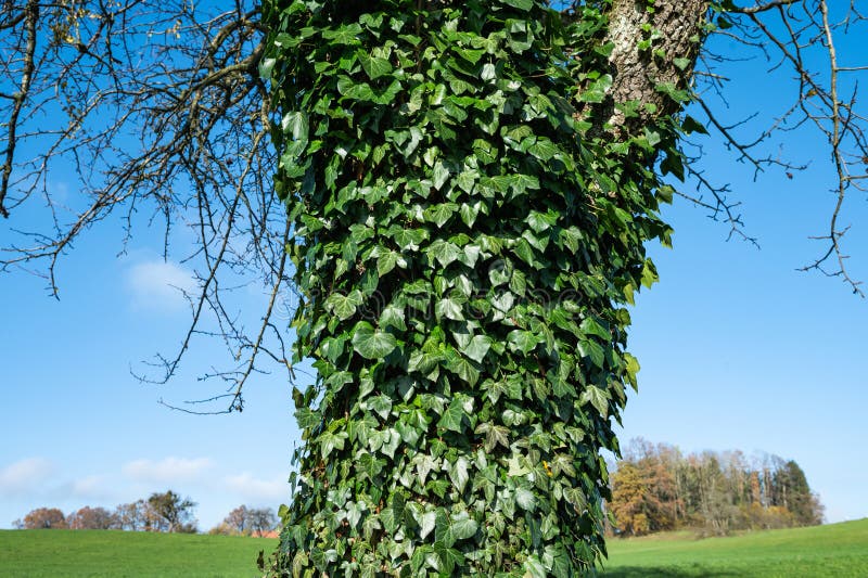 Ivy on tree stock image. Image of forest, environment - 298535995