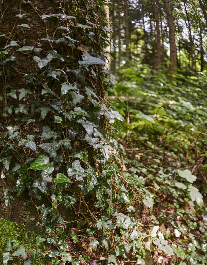 Ivy on the Tree after the Rain in Forest Stock Image - Image of ...