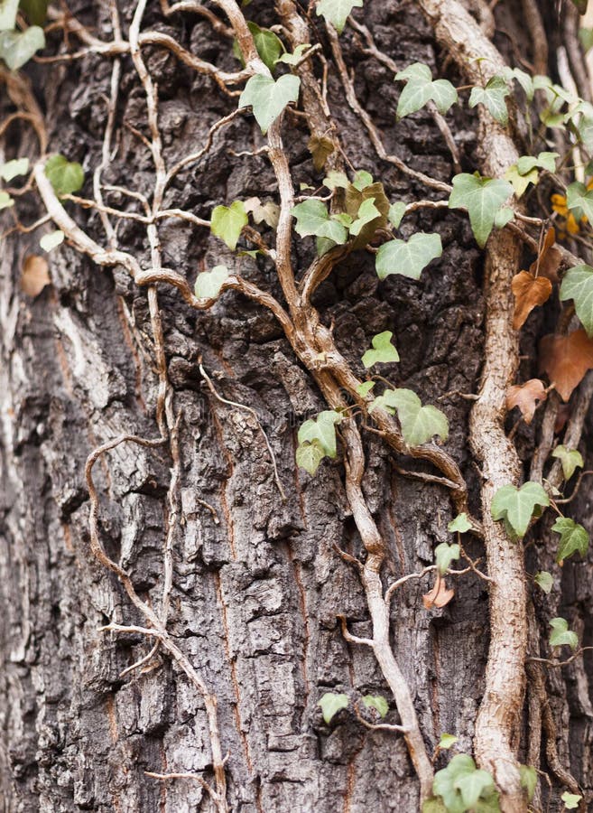 Ivy on a tree trunk stock image. Image of foliage, color - 132629591 Ivy on a tree trunk stock image. Image of foliage, color - 132629591