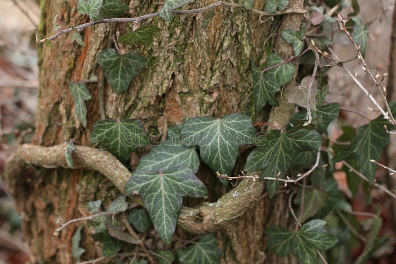 Ivy on Tree Trunk in Nature. Stock Photo - Image of tree, outdoor ...