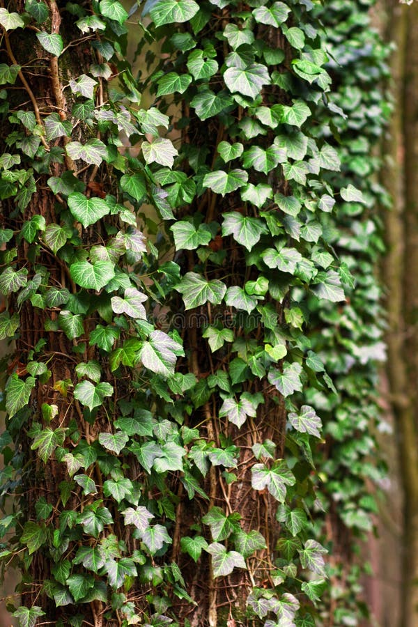 Ivy on tree trunk stock photo. Image of plant, cover - 51891328