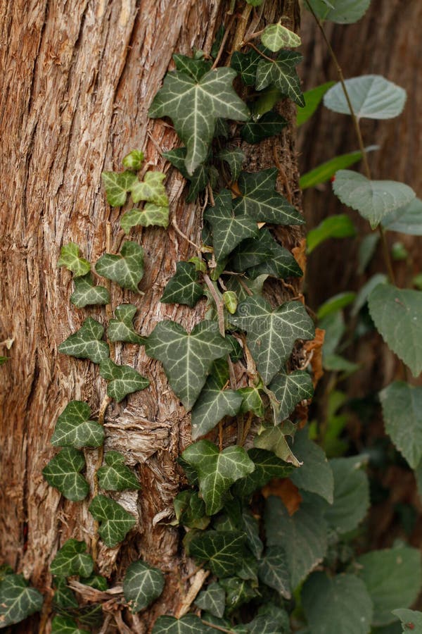920 Ivy Wrapped Stock Photos - Free & Royalty-Free Stock Photos from ...
