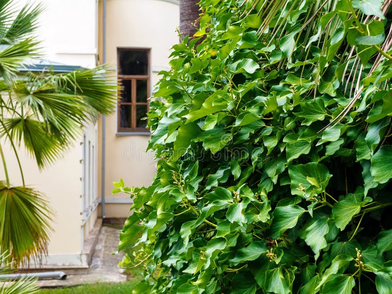 Ivy on the Trunk of a Palm Tree in an Arboretum in Subtropical Climate ...