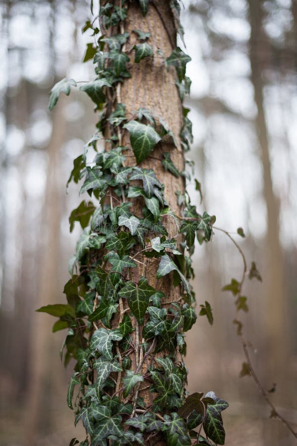 573 Ivy Around Tree Stock Photos - Free & Royalty-Free Stock Photos ...