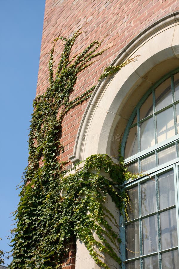 Ivy on University Building stock photo. Image of sorority - 7918266