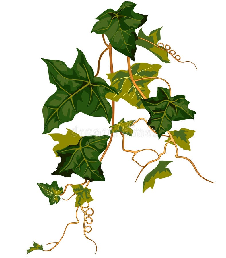 Ivy, Vector Stock Vector - Image: 61791262