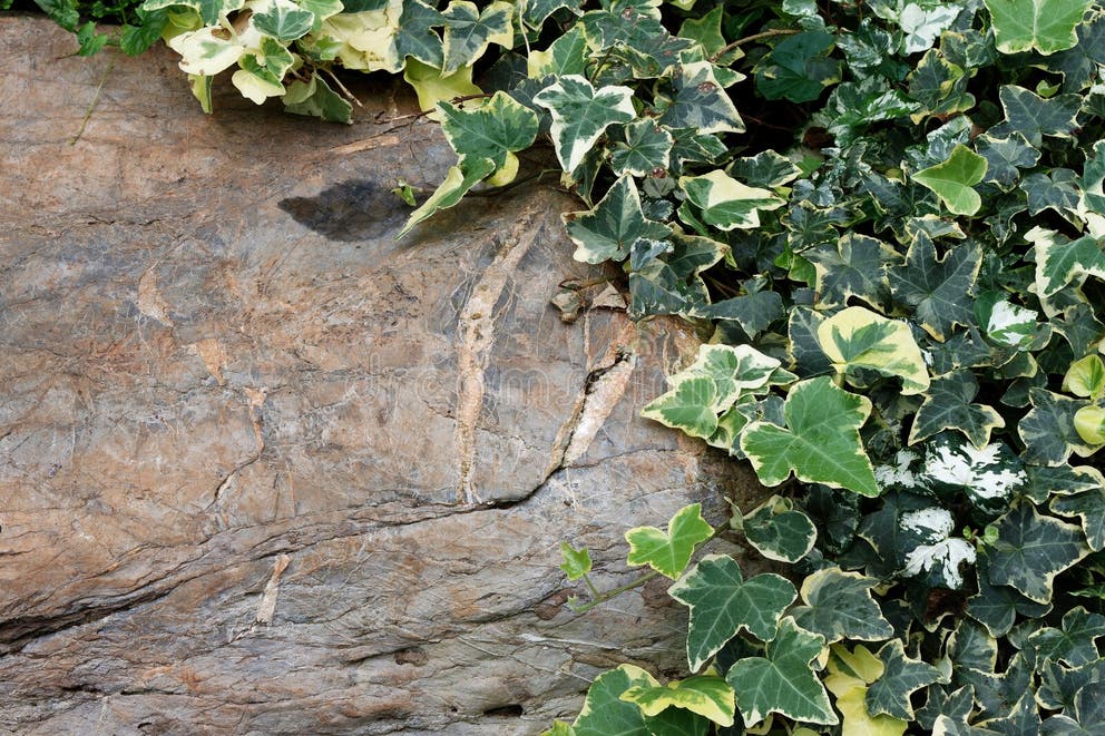 Ivy Vine Climbing on the Rock Stock Photo - Image of vine, growth ...