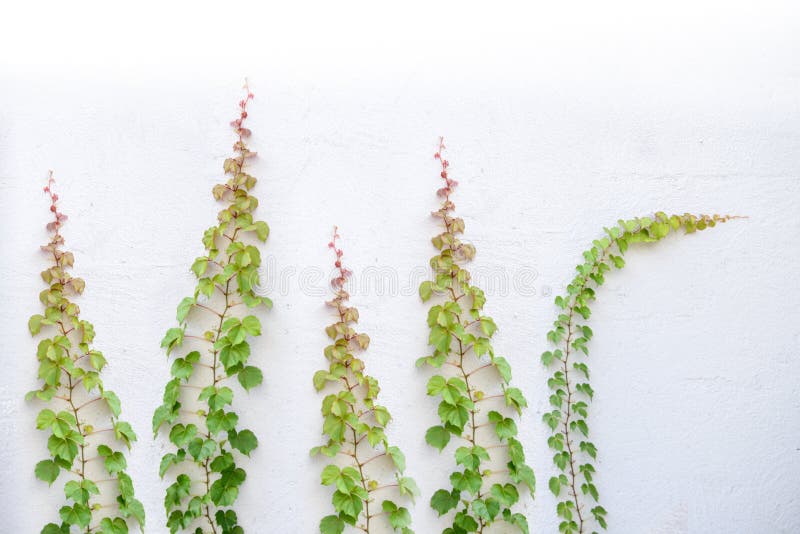 Ivy vine on wall stock image. Image of close, evergreen - 104566609