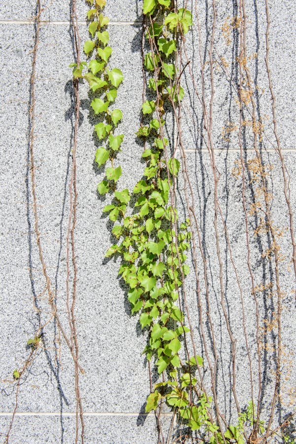 Ivy vine on wall stock photo. Image of background, grow - 51706322