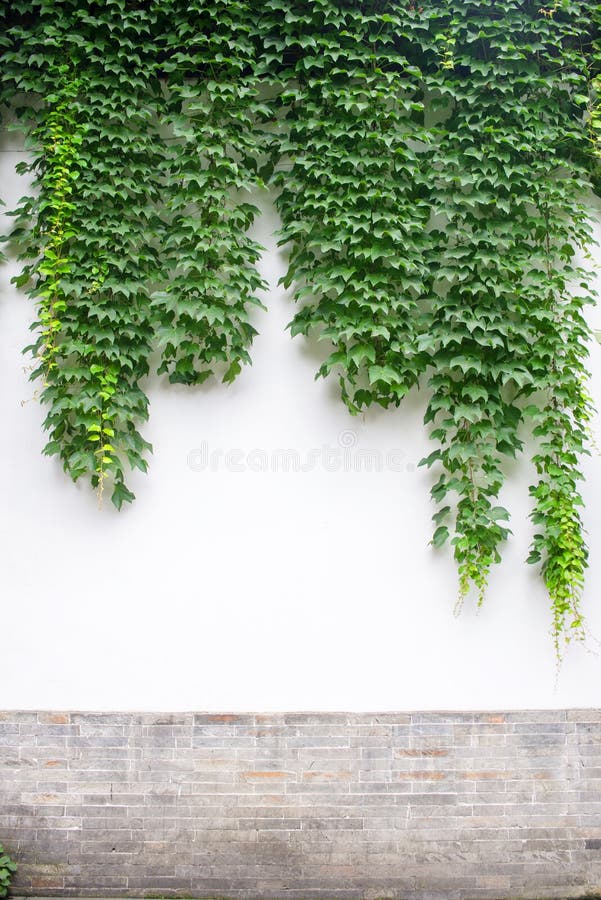 Ivy vine on the white wall stock image. Image of leaf - 199101419