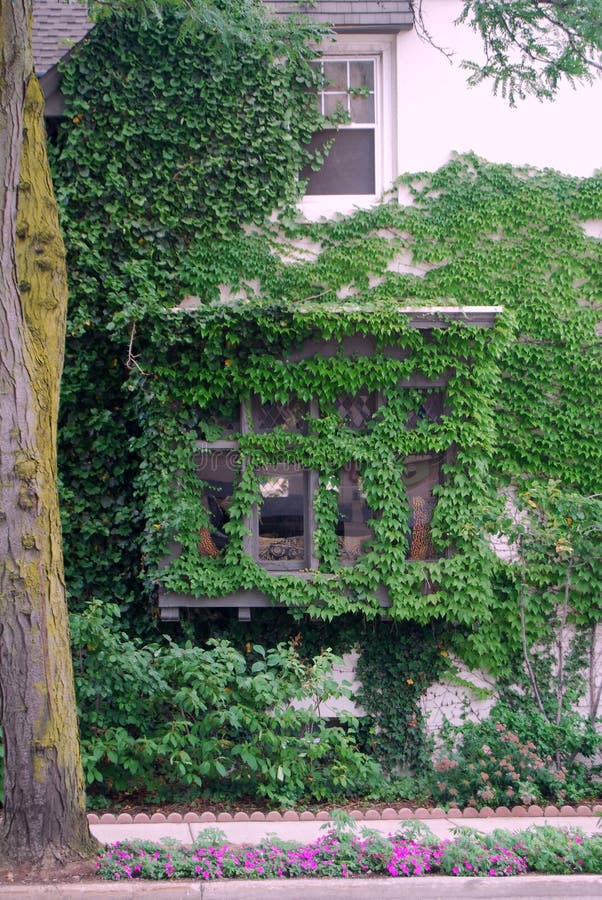 Ivy vine windows and wall stock photo. Image of landscape - 20353964