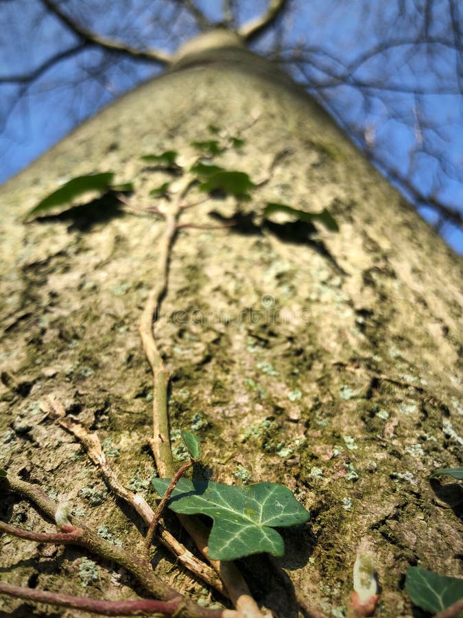 Poison ivy stock photo. Image of bark, climbing, leaf - 176364366