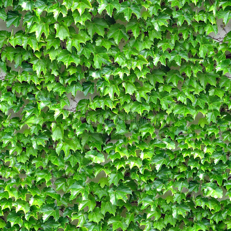 Seamless Ivy Wall Background Tile Stock Image - Image of seamless ...