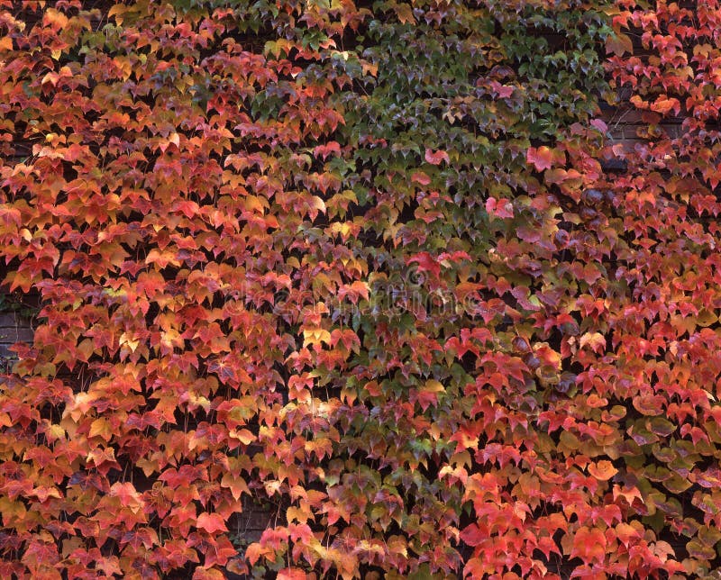 Ivy Wall Picture. Image: 3698998