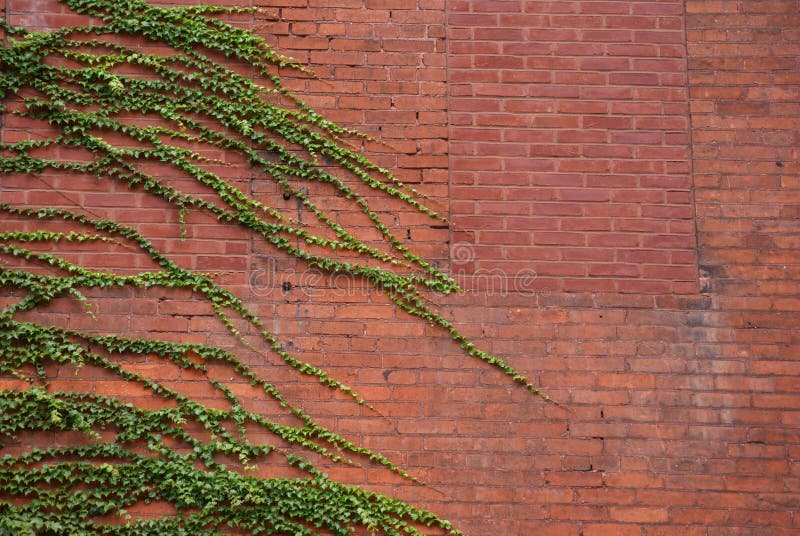 Ivy wall stock photo. Image of building, arms, plant, growth - 6512232