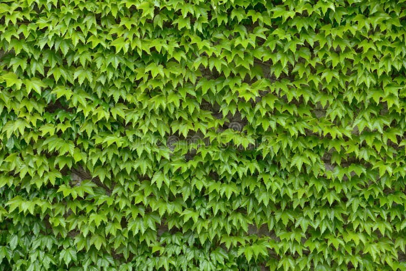 Ivy wall background stock photo. Image of foliage, leaf - 30882288
