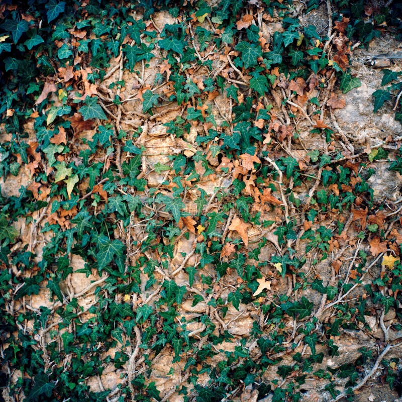 Ivy on the Wall, Crete, Greece Stock Image - Image of natural, nature ...