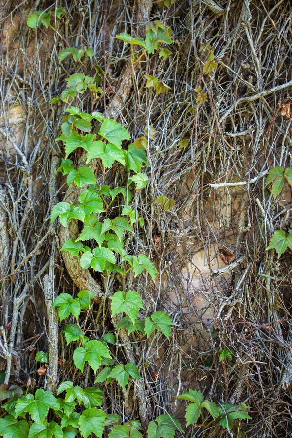 Ivy on the wall stock image. Image of garden, natural - 141663945