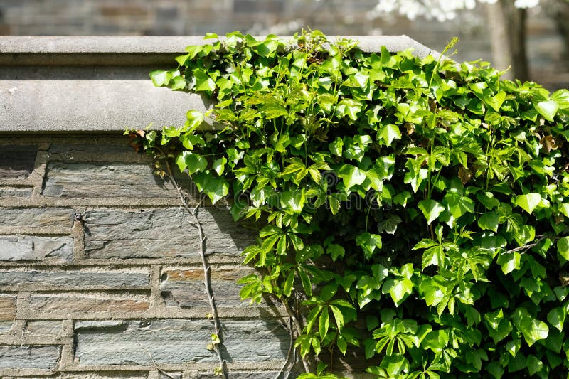 Ivy wall stock photo. Image of league, outdoor, college - 76409702