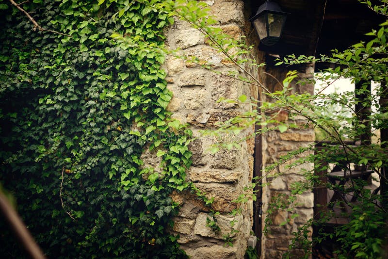 Ivy on the wall stock photo. Image of green, building - 41501880