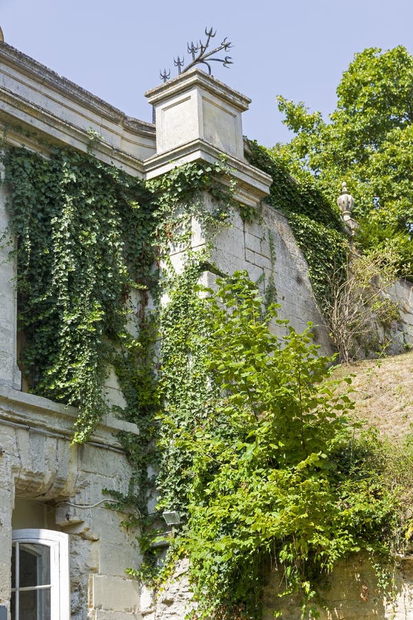 Castle wall with ivy stock image. Image of botany, architecture - 61425261