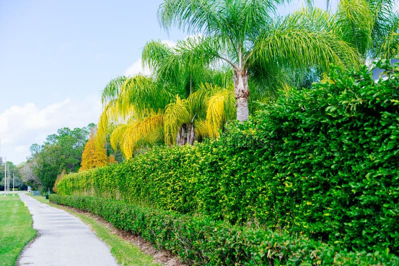 Ivy wall and palm tree stock image. Image of fence, nature - 165479663