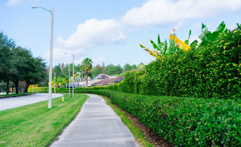 Ivy wall and palm tree stock image. Image of garden - 165480055