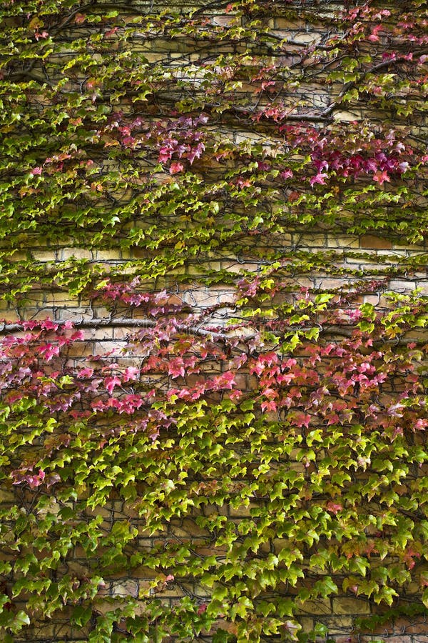 Ivy wall stock image. Image of abstract, leaf, environment - 46997823