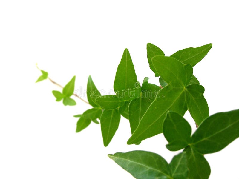 Ivy on white background 1 stock image. Image of detail - 419269