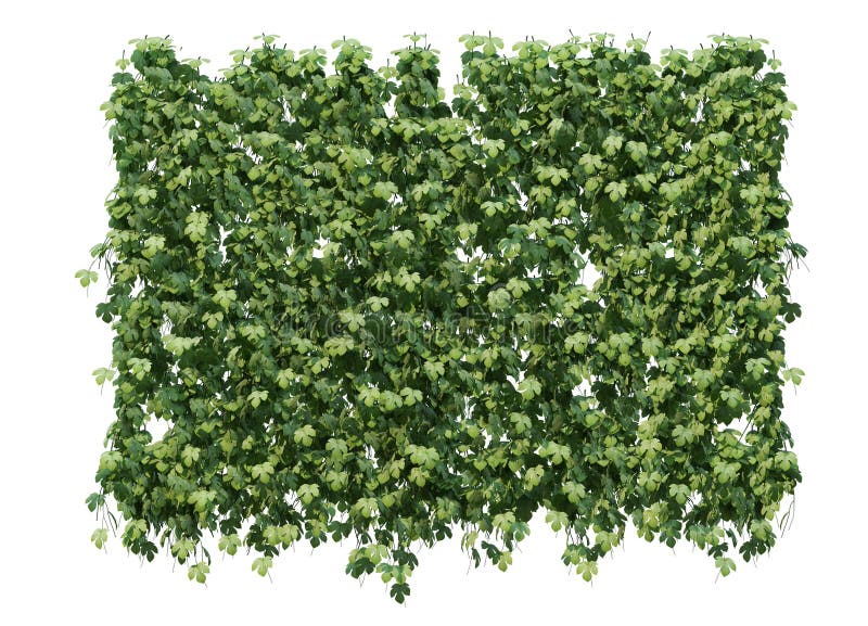 Ivy on a white background stock illustration. Illustration of branch ...