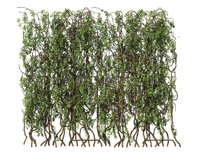 Ivy on a white background stock illustration. Illustration of produce ...