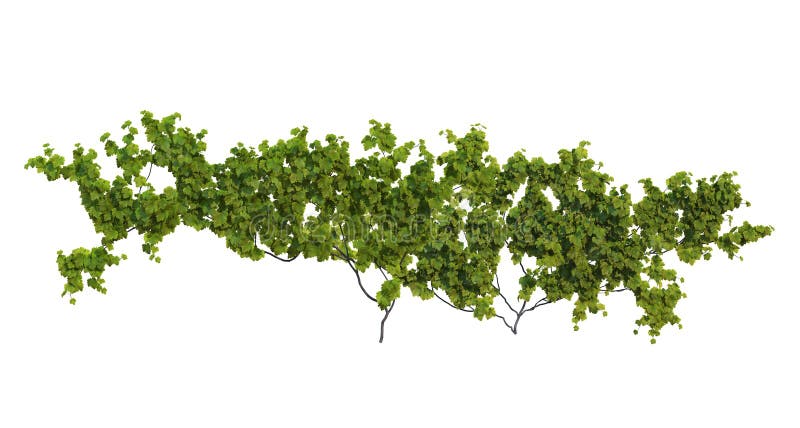 Ivy on a white background stock illustration. Illustration of herb ...