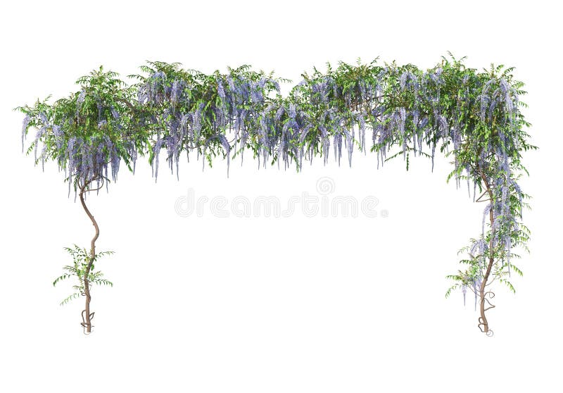 Ivy on a white background stock illustration. Illustration of plant ...