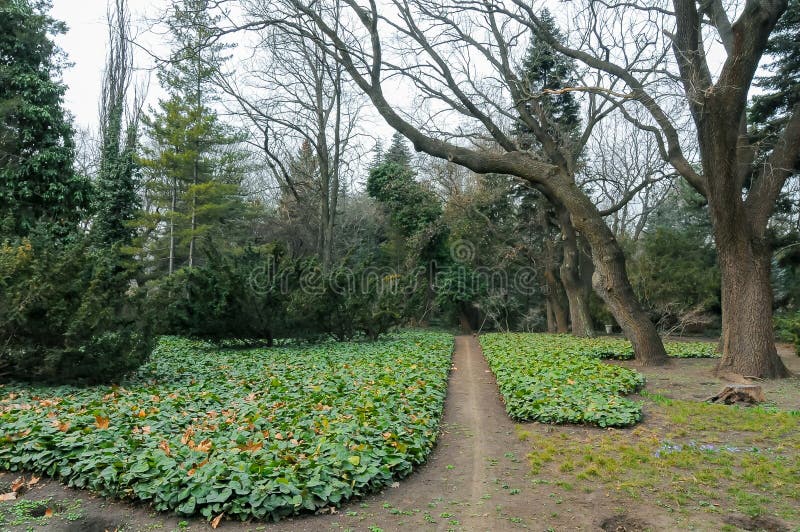 Ivy Will Cover the Ground in the Botanical Garden among the Trees Stock ...