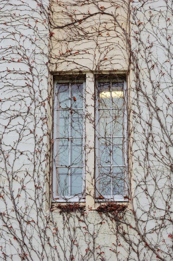 Ivy and window stock photo. Image of castle, outdoor - 14524520