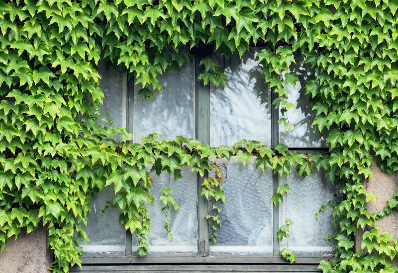 Ivy on window stock photo. Image of wall, grow, background - 21665516